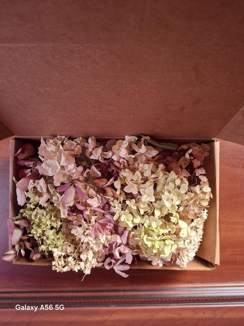 Buquê de hortênsias secas, hortênsias em caixa, hastes curtas de ...