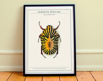 Entomology prints | Etsy