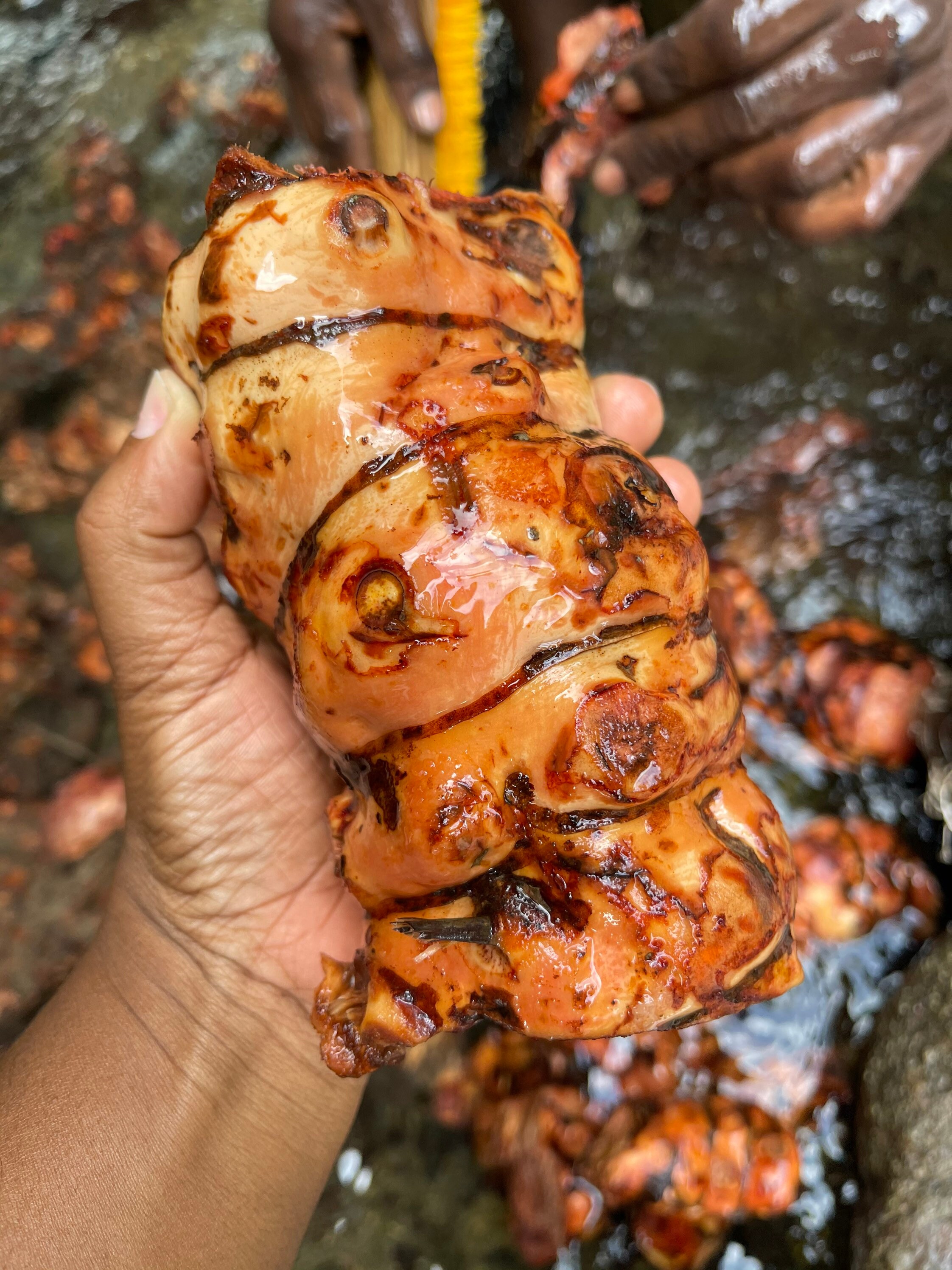 Jamaican Chaney Root Cocolmeca Chainy Root Smilax Balbisiana - Etsy