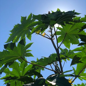 Pure Jamaican Black Castor Oil Raw Unrefined Organic Handmade in ...