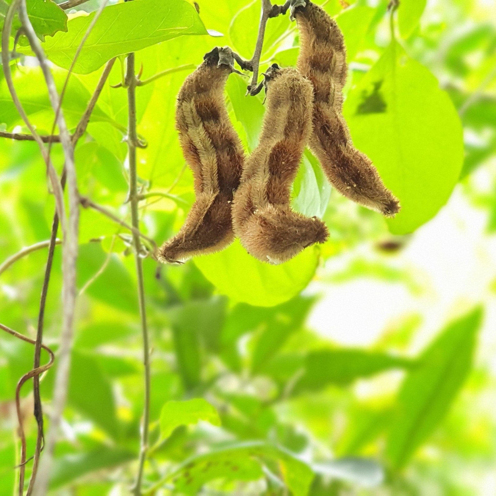 Mucuna Pruriens Herb Velvet Bean Cowitch Origin: Jamaica | Etsy