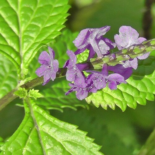 JAMAICAN VERVAIN 100% Wildcrafted Fresh Dried Verbena | Etsy