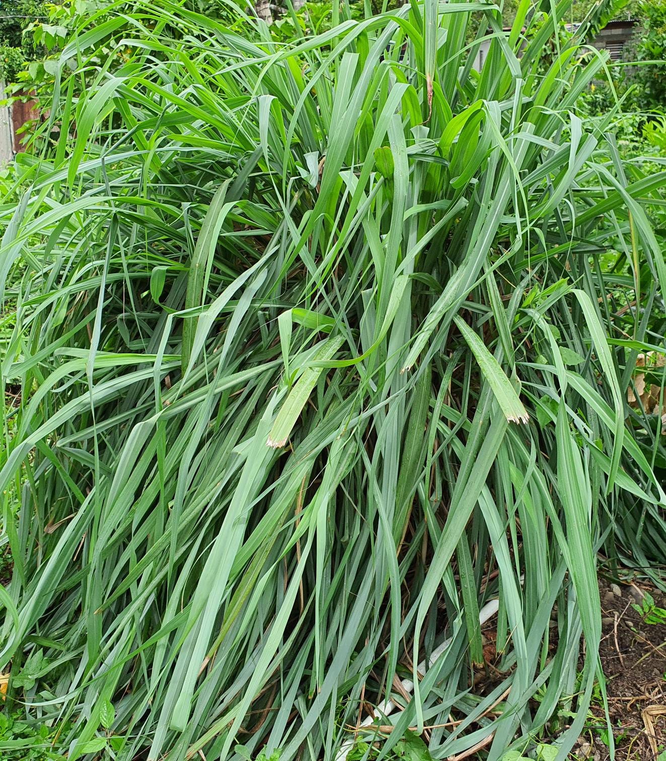 Jamaican Fever Grass lemon Grass Herbal Tea - Etsy