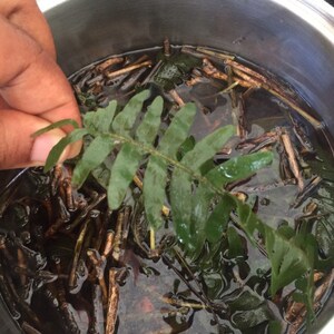 Kalawalla Herb Calaguala Polypodium Sp. Wildcrafted in - Etsy Canada