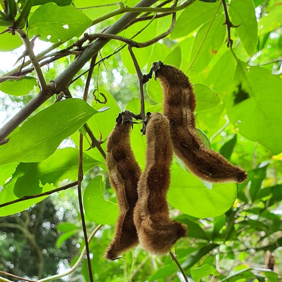 Mucuna Pruriens Herb Velvet Bean Cowitch Origin: Jamaica | Etsy