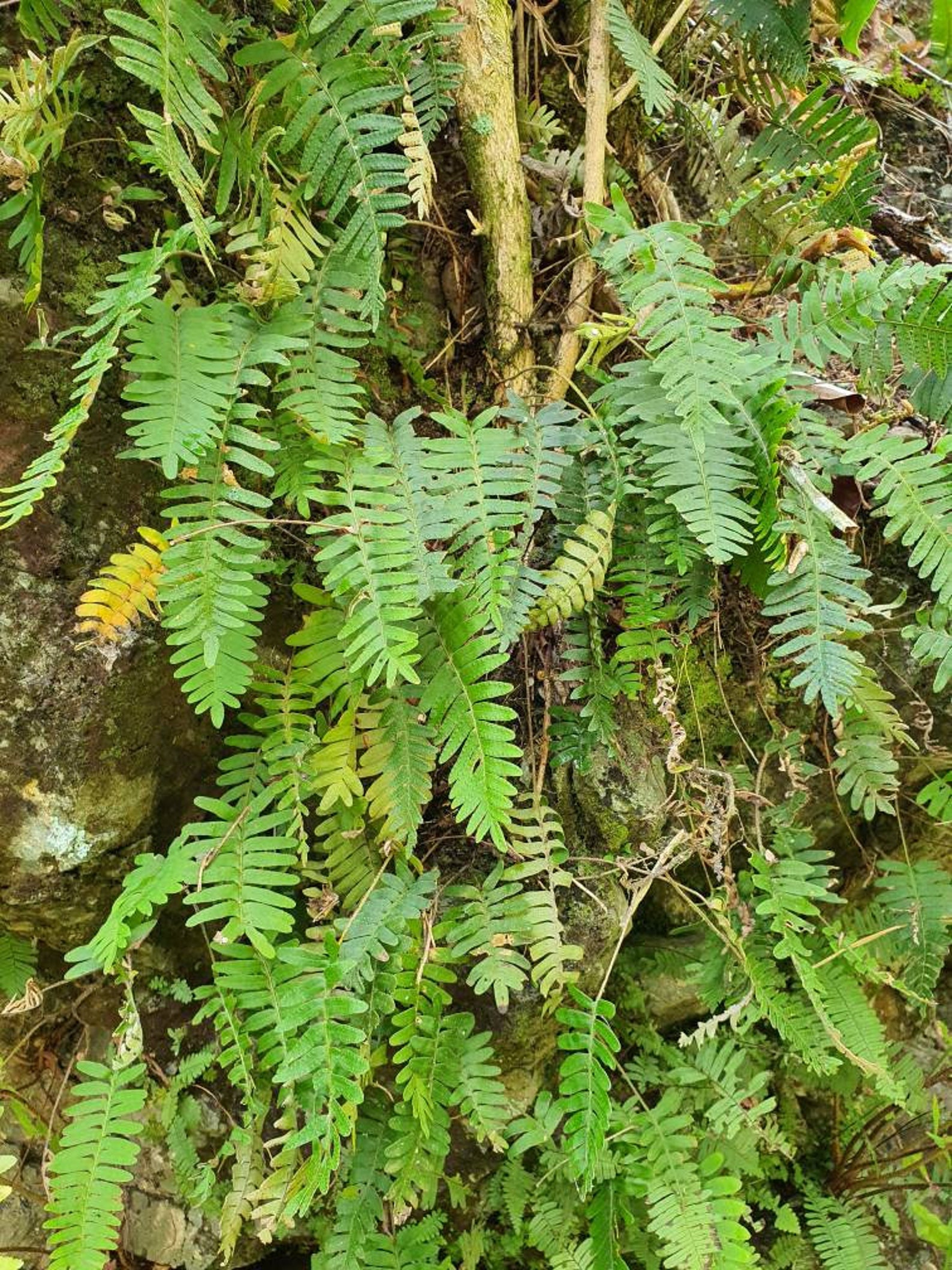 Kalawalla Herb Calaguala Polypodium Sp. Wildcrafted in | Etsy
