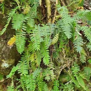 Kalawalla Herb Calaguala Polypodium Sp. Wildcrafted in - Etsy Canada