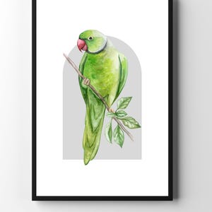Parrot Illustration Printable, Green Parrot, Parakeet, Cateau Vert ...
