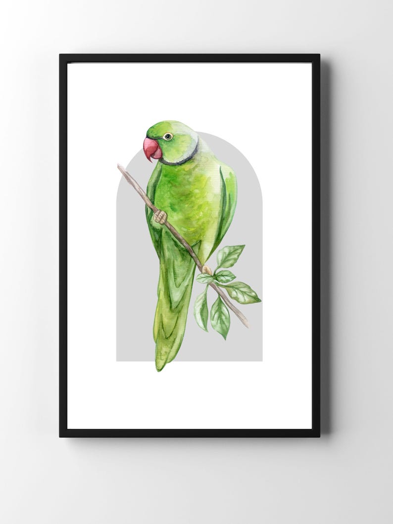 Parrot Illustration Printable, Green Parrot, Parakeet, Cateau Vert ...