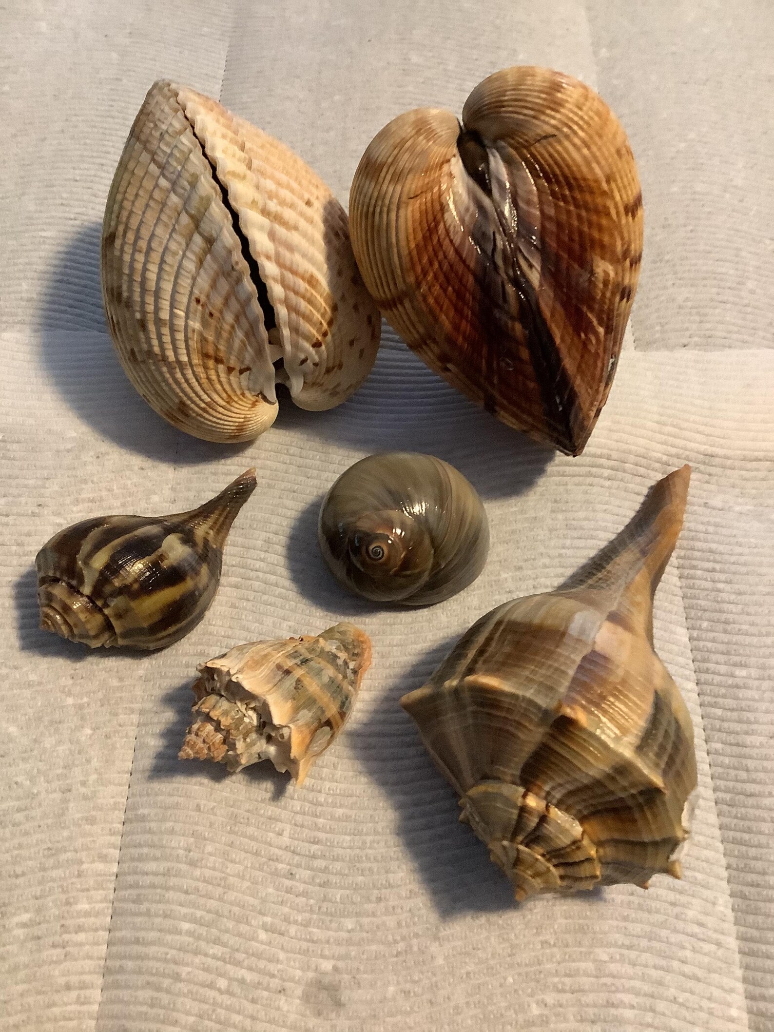 Florida Gulf Ocean Shells - Etsy