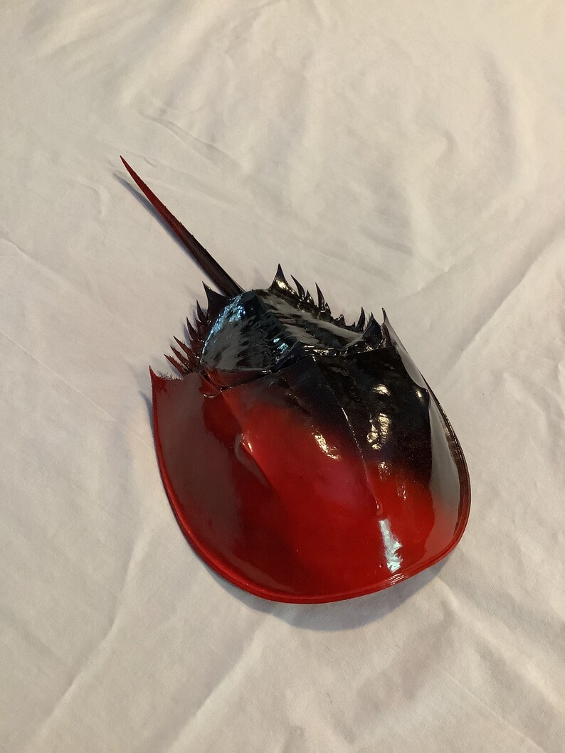 Horseshoe Crab - Etsy