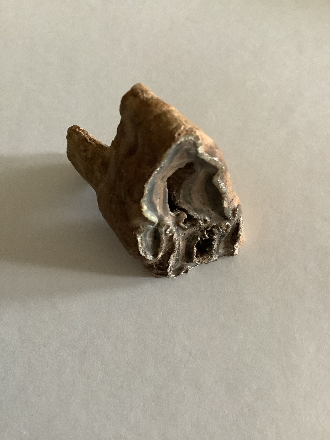 Fossil Horse Tooth - Etsy
