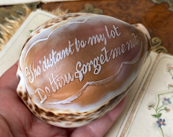 Unusual Antique Victorian/edwardian hand Carved conch Shell Cameo ...