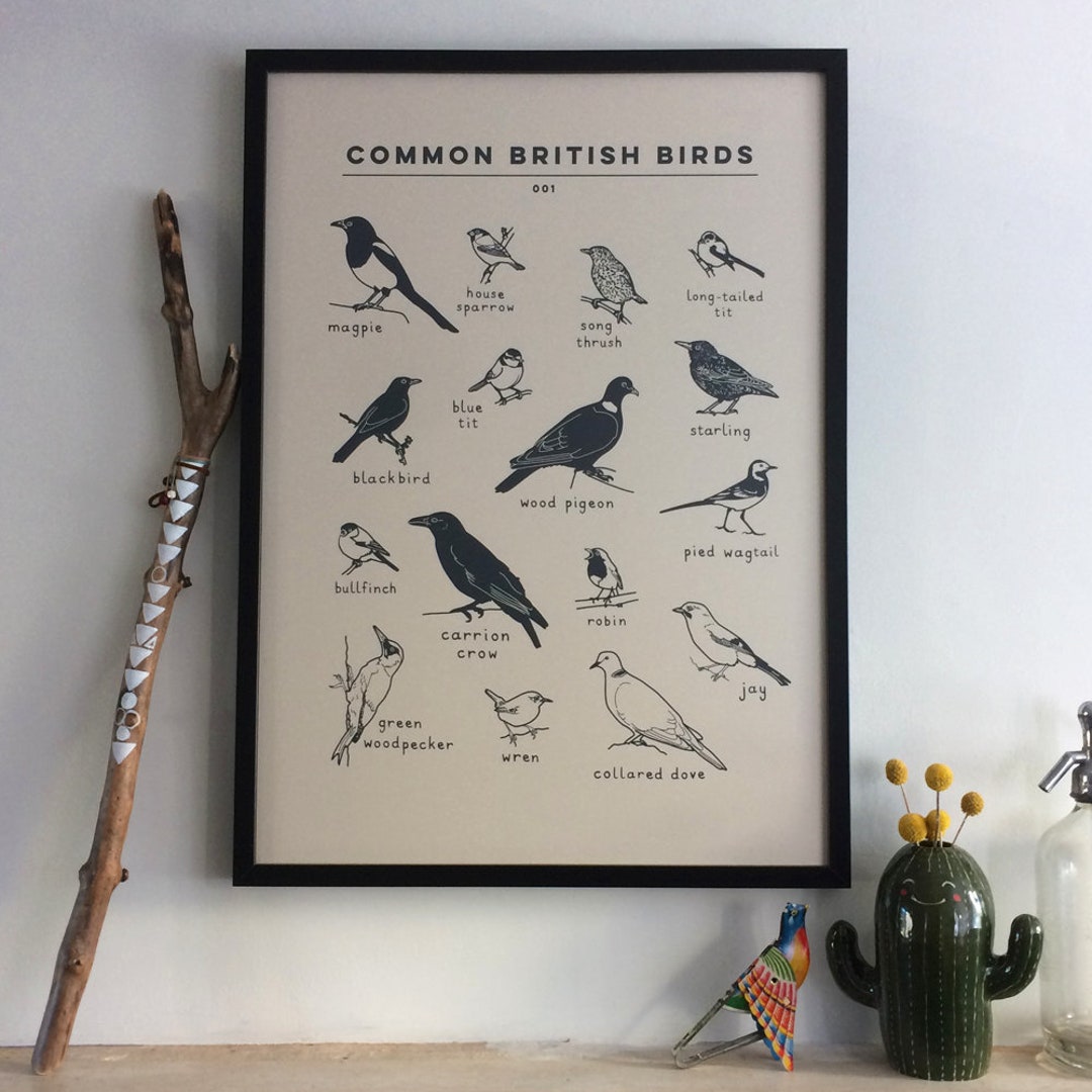 Common British Birds Poster - Etsy