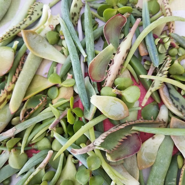 Diy Succulent - Etsy