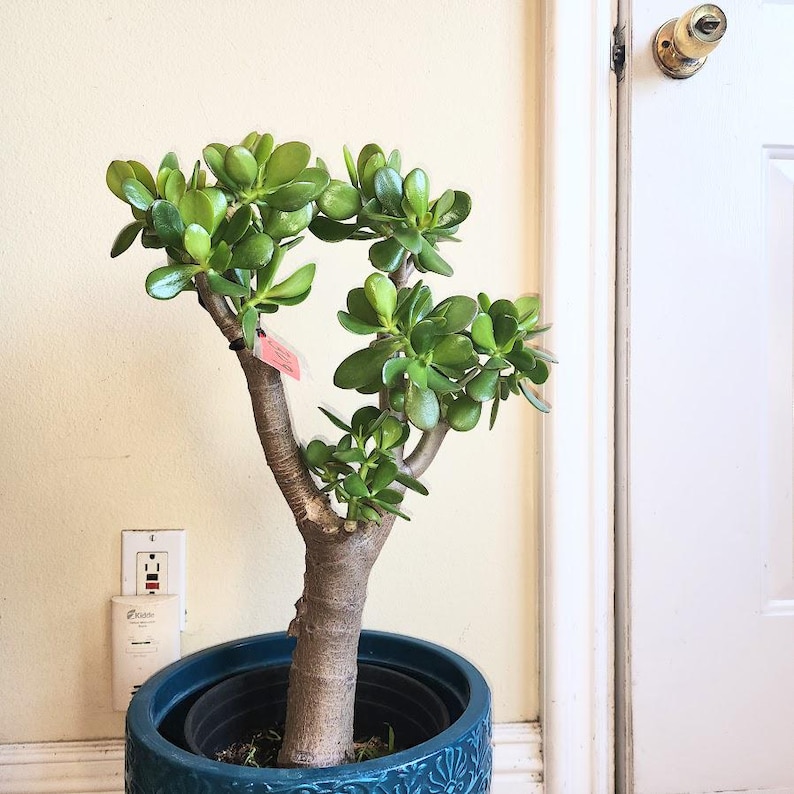 Large Jade Tree Crassula Ovata Succulent Houseplant - Etsy