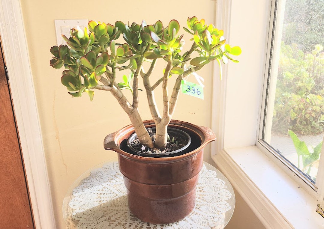 Jade Crassula Ovata Money Succulent Plant - Etsy