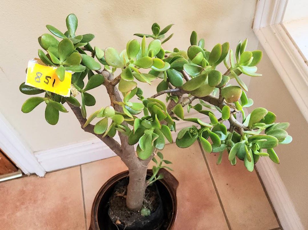 Jade Tree Crassula Ovata Live Succulent Plant 30" - Etsy