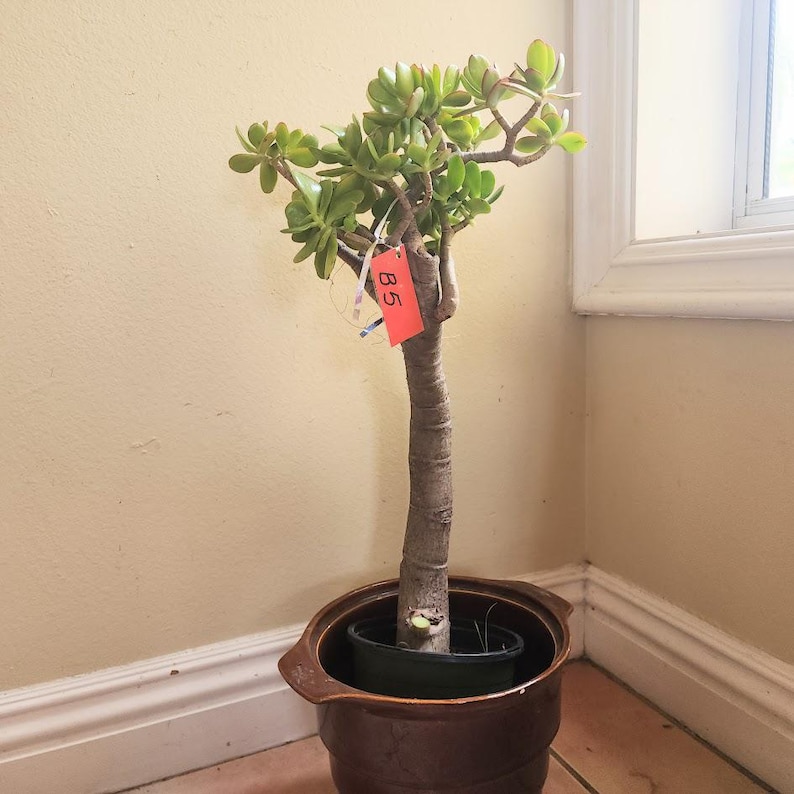 Large Jade Plant Tree – One-of-a-kind Live Succulent, Lucky Money Plant ...
