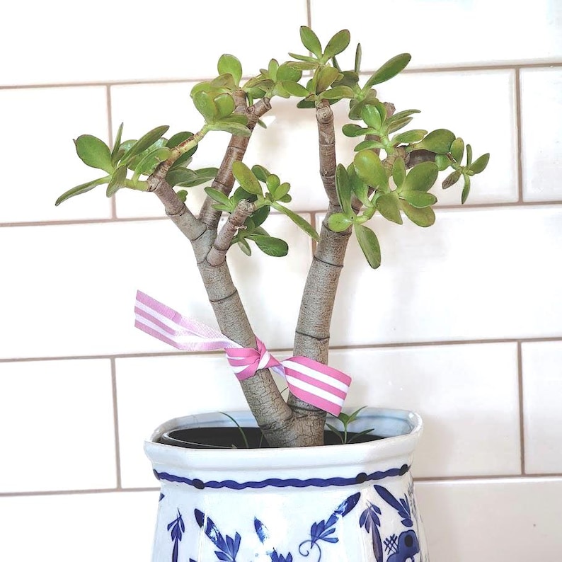 Jade Plant - Crassula Ovata Succulent Houseplant Pot Soil - Etsy