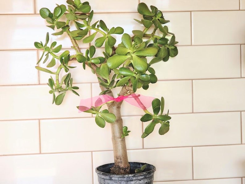 Jade Plant - Crassula Ovata Succulent Houseplant Pot Soil - Etsy
