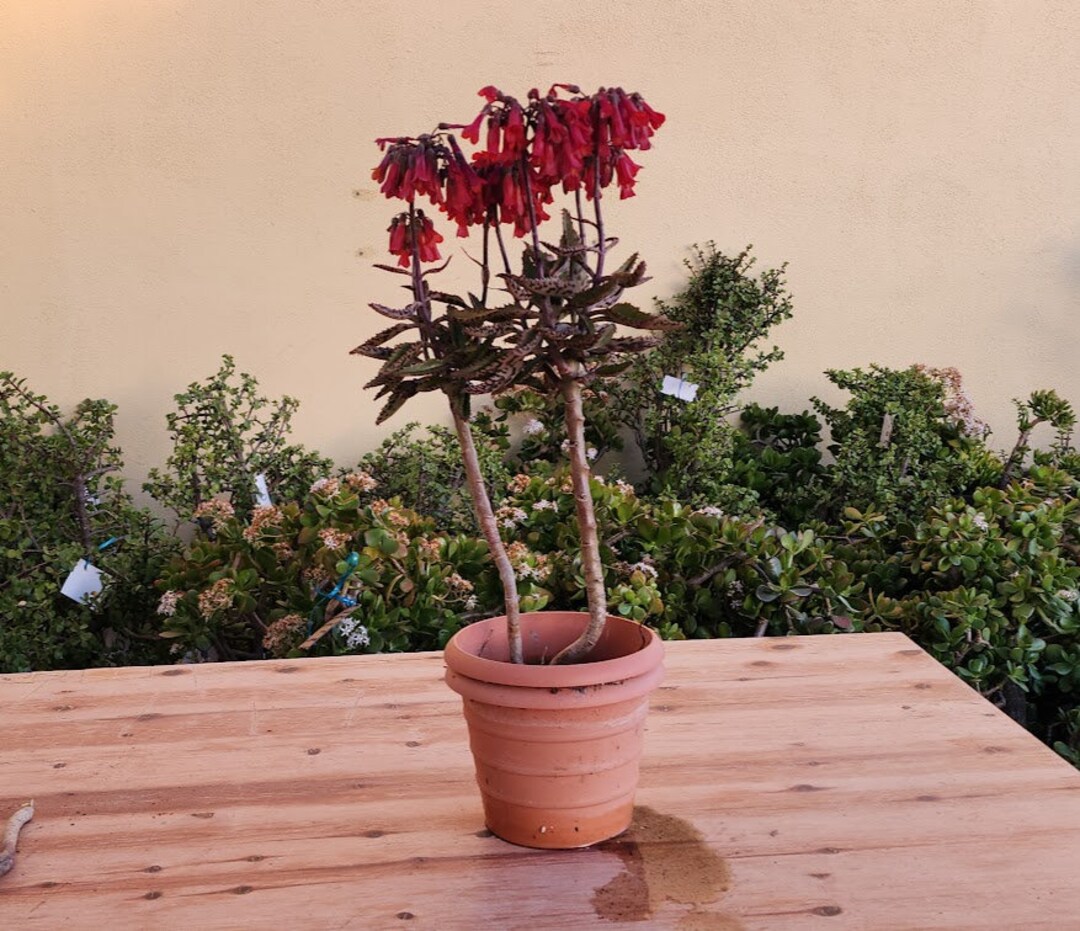 Mexican Hat Dance Kalanchoe/devils Backbone/mother of Thousands/gift ...
