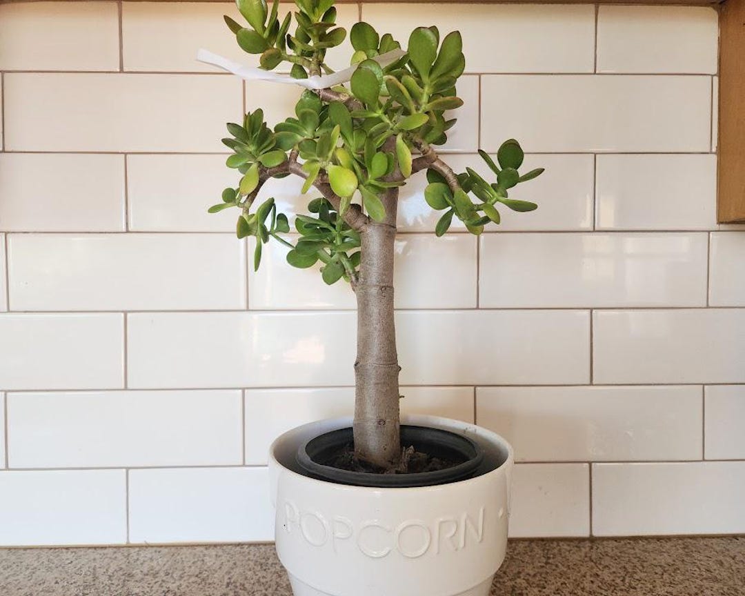 Jade Plant - Crassula Ovata Succulent Houseplant Pot Soil - Etsy
