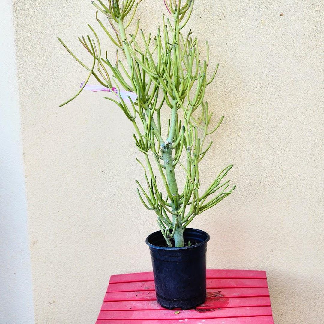 Pencil Cactus Plant - Euphorbia Tirucalli - Firestick Succulent ...