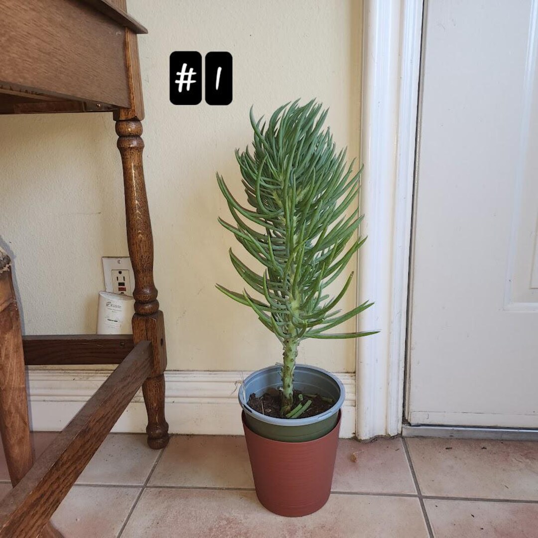 Senecio Vitalis ' Serpents' Tree- Blue Chalk Sticks Fingers Rooted - Etsy