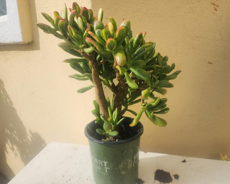 Gollum Jade "shrek Ears" Succulent Plant | Soil Pot| Bare Root - Etsy