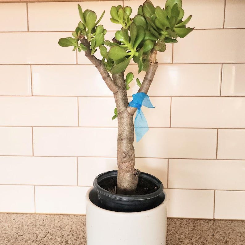 Live Jade Plant: Crassula Ovata Succulent - Easy Care Bonsai - Etsy