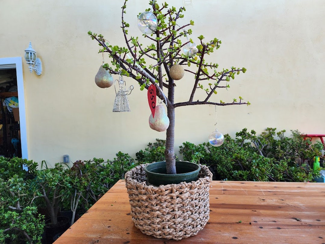 Jade Holiday Tree Elephant Bush Succulent Live Plant Diy Succulent Feng ...