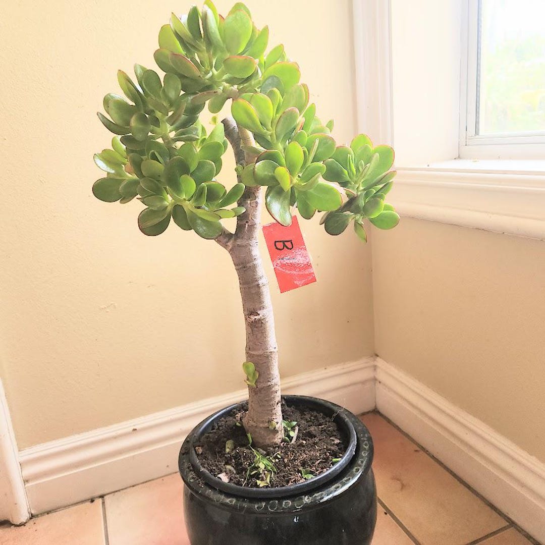 Large Jade Plant Tree – One-of-a-kind Live Succulent, Lucky Money Plant ...