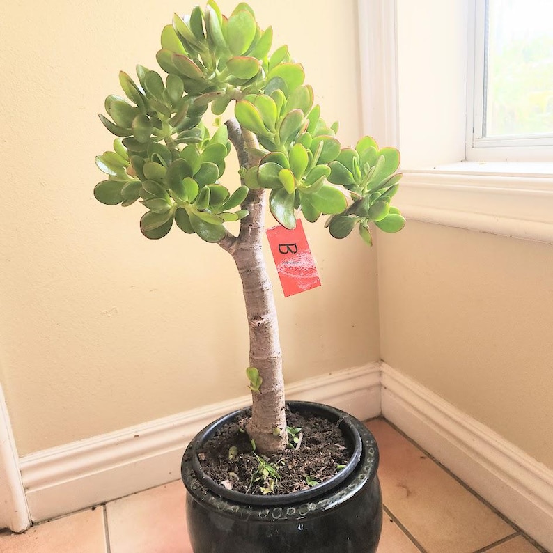 Large Jade Plant Tree – One-of-a-kind Live Succulent, Lucky Money Plant ...