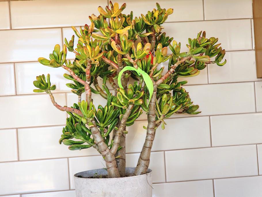 Jade Gollum Plant, Shrek Ears Succulent, E.T. Fingers Succulent Plant ...