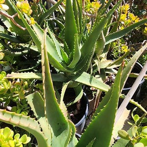 Large Organic Aloe Vera Plant Bare Root Medicinal Sunburn Relief, Hair ...