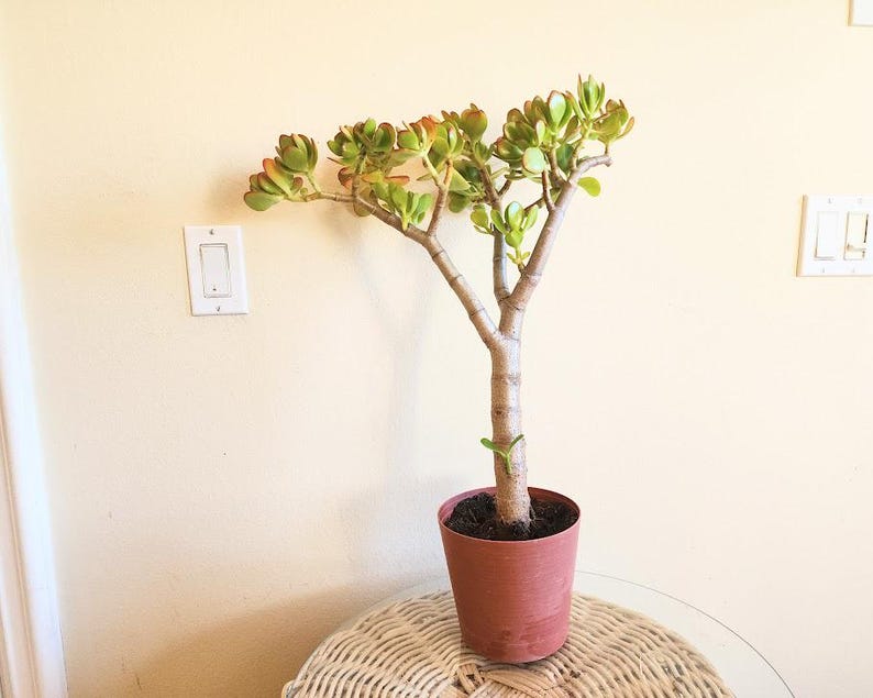 Jade Plant - Crassula Ovata Succulent Houseplant Pot Soil - Etsy