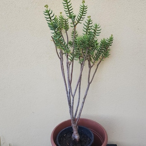 Jade Crassula Tetragona, Mini Pine Tree, Succulent Plant - Etsy