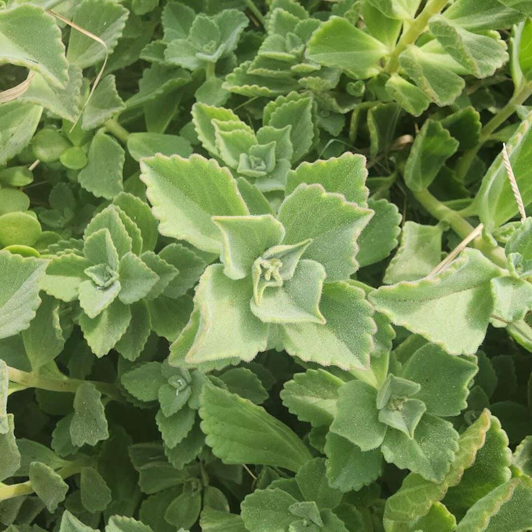 Coleus Canina Scaredy Cat Plant Cuttings: Natural Pest Repellent - Etsy