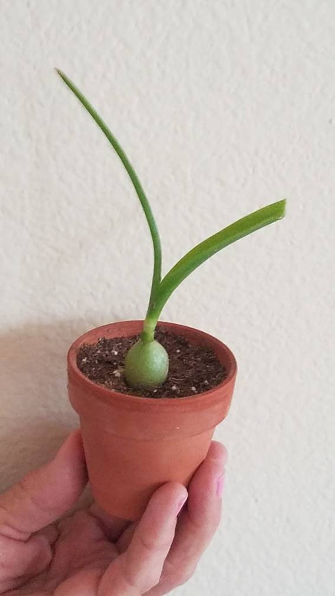 Pregnant Onion Plant, Rare Sea Onion Succulent Bulb, Easy Care Indoor ...
