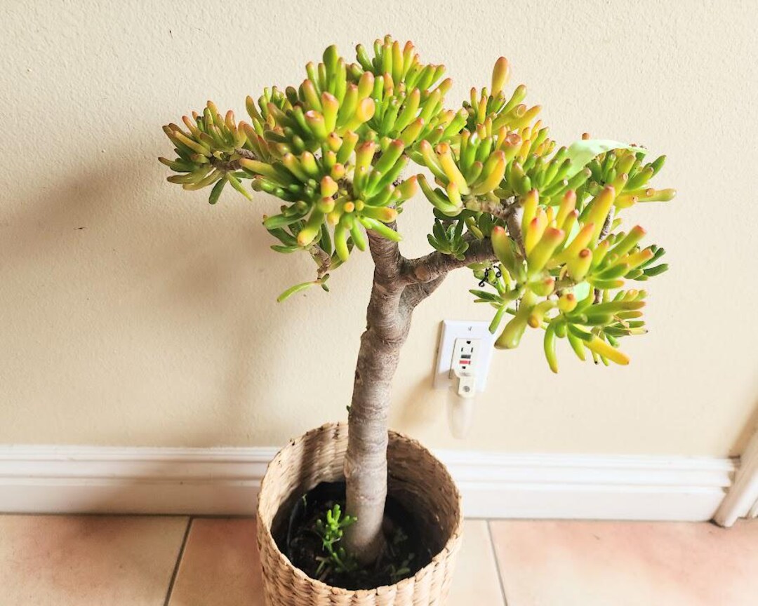 Jade Gollum Tree Crassula Ovata Shrek Ears E.T. Fingers Soil Pot - Etsy