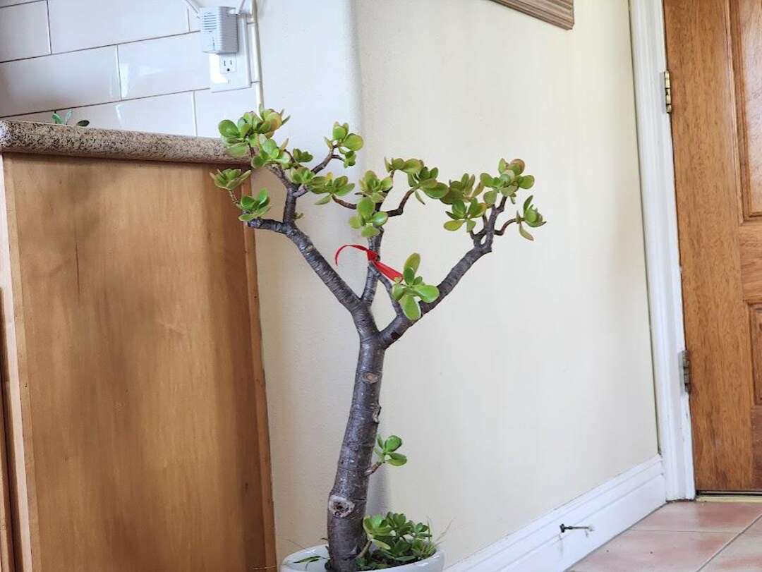 Jade Plant Tree (crassula Ovata): Live Money Plant Gift - Etsy