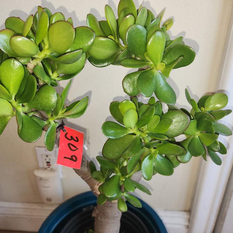 Large Jade Tree Crassula Ovata Succulent Houseplant - Etsy