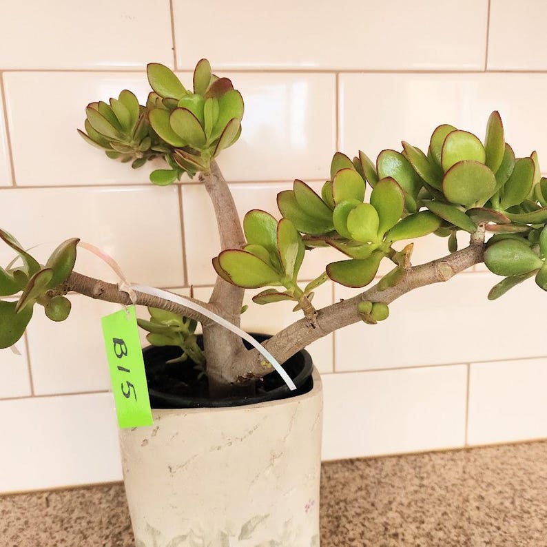 Live Jade Crassula Ovatatree | Succulent Plant Easy Care Heirloom| Soil ...