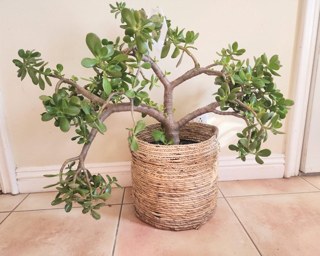 Ex Large 40" Jade Crassula Ovata Succulent Tree - Etsy