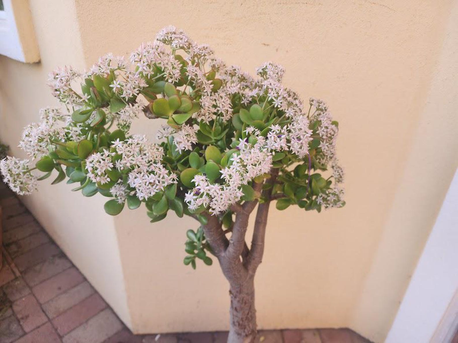 Ex Large Jade Crassula Ovata Tree 40" Tall - Etsy