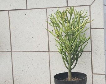 10 Fire Stick Succulent Cuttings/pencil Cactus/euphorbia Tirucalli - Etsy