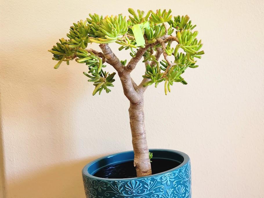 Jade Gollum Plant, Shrek Ears Succulent, E.T. Fingers Succulent Plant ...
