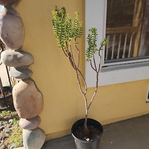 Jade Crassula Tetragona, Mini Pine Tree, Succulent Plant - Etsy