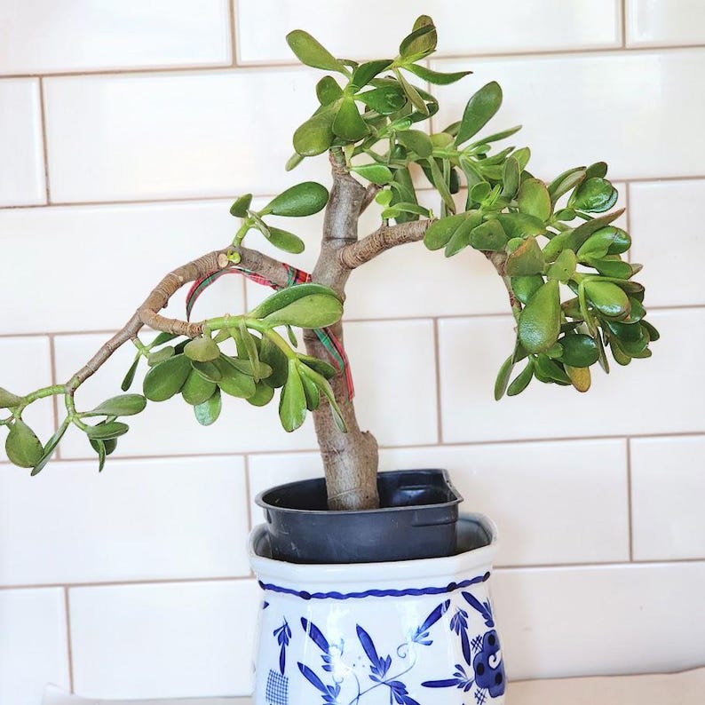 Jade Plant - Crassula Ovata Succulent Houseplant Pot Soil - Etsy